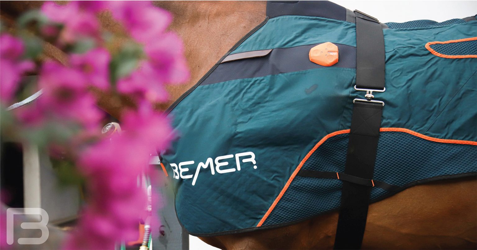 BEMER Equine | BEMER Horse-Set | BEMER Life