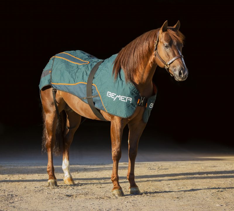 BEMER Equine | BEMER Horse-Set | BEMER Life